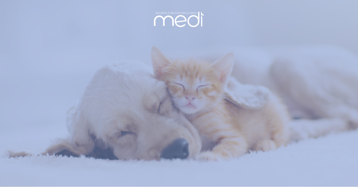 World Animal Day - Medì